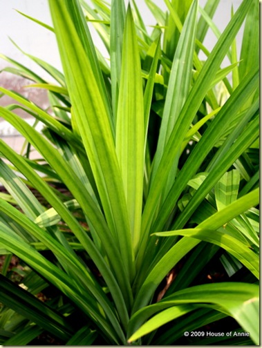 What to do With a Pandan Plant - House of Annie